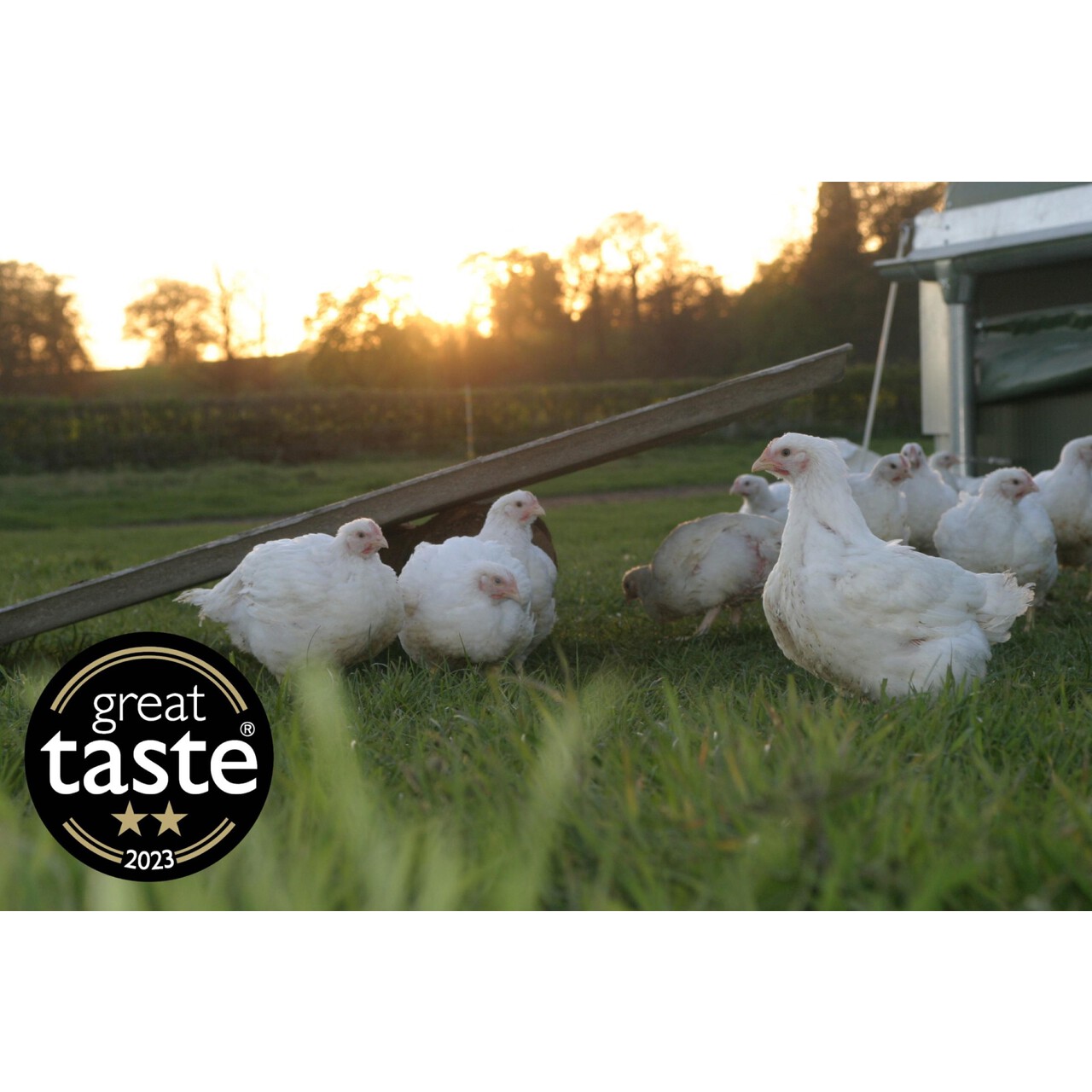 Packington Free Range Large Chicken - Ocado