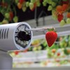 Dyson Farming British Strawberries - Ocado