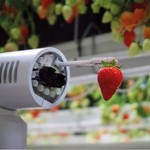 Dyson Farming British Strawberries - Ocado