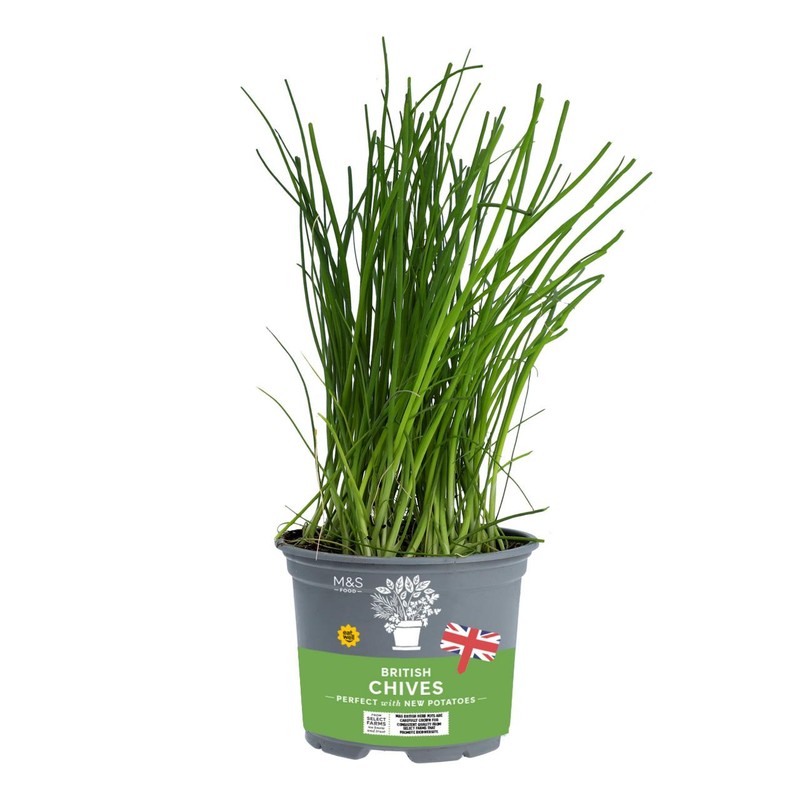 M&S Chive Pot - Ocado