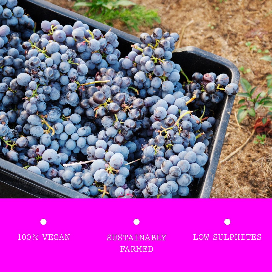 New Theory Love Bite Chilled Red Wine - Ocado