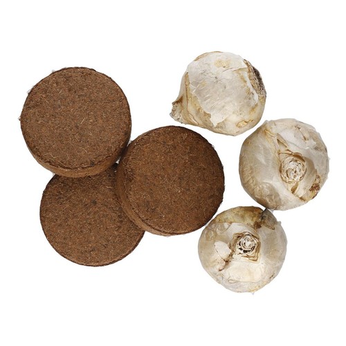 M&S Hyacinth Bulb Glass - Purple Sensation - Ocado