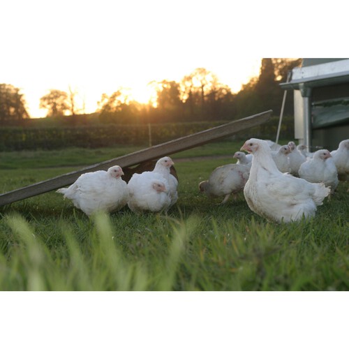 Packington Free Range Chicken Breast Chunks - Ocado