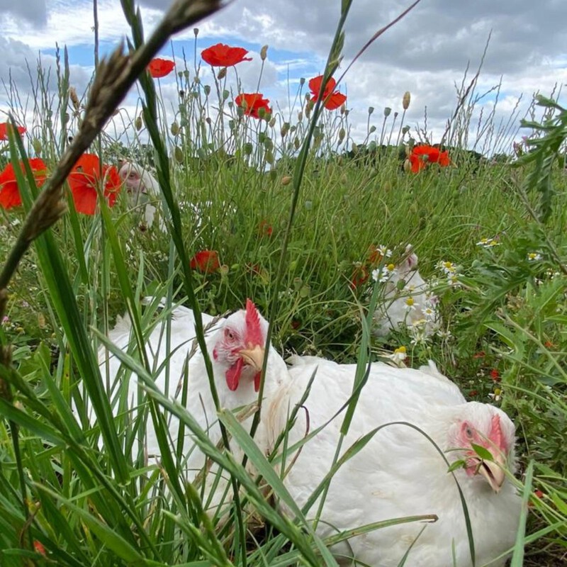 Packington Free Range Chicken Breast Chunks - Ocado