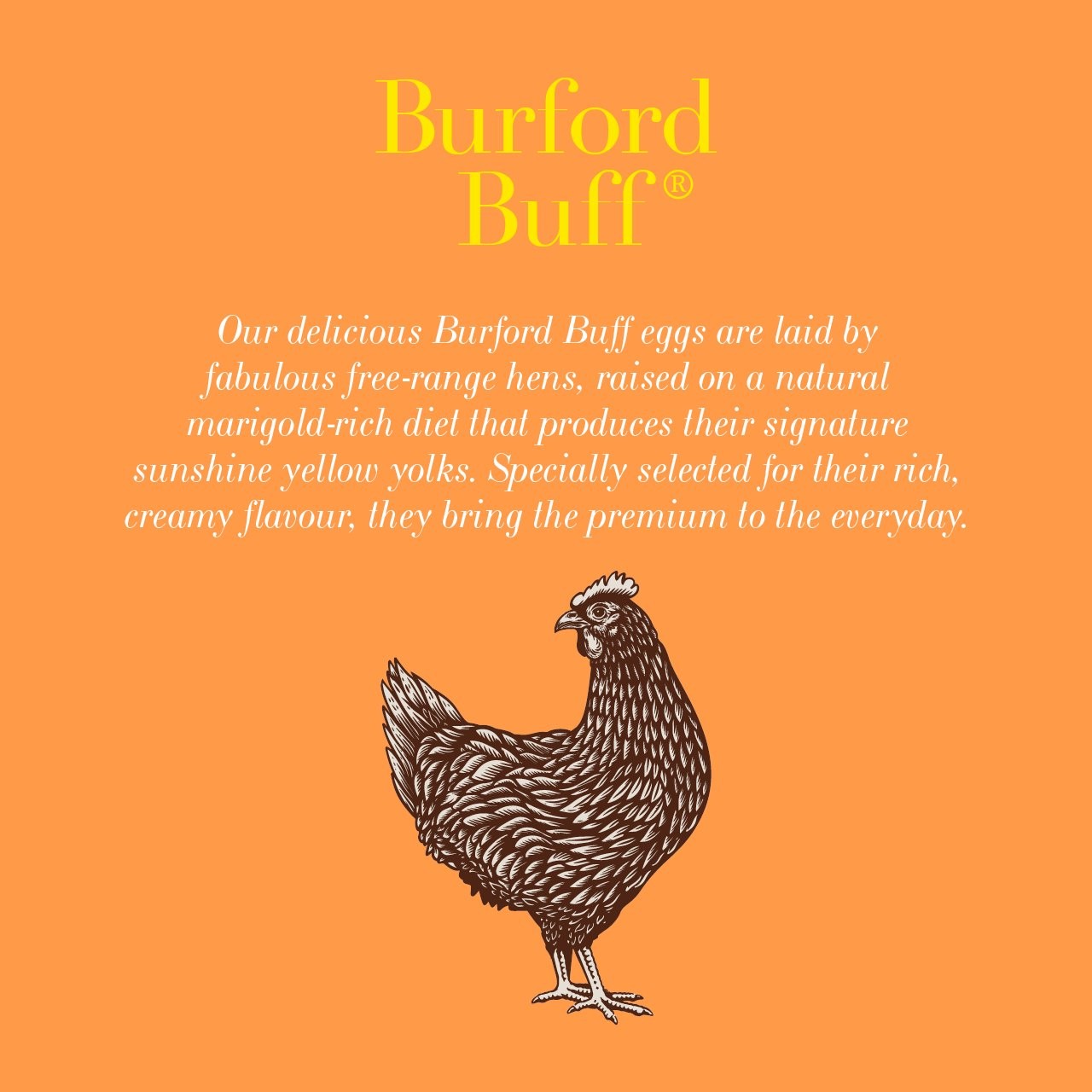 Clarence Court Burford Buff 6 Large Free Range Eggs - Ocado